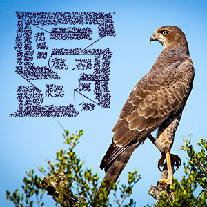 Flight of the Falcon & The Restful Sleep Protocol