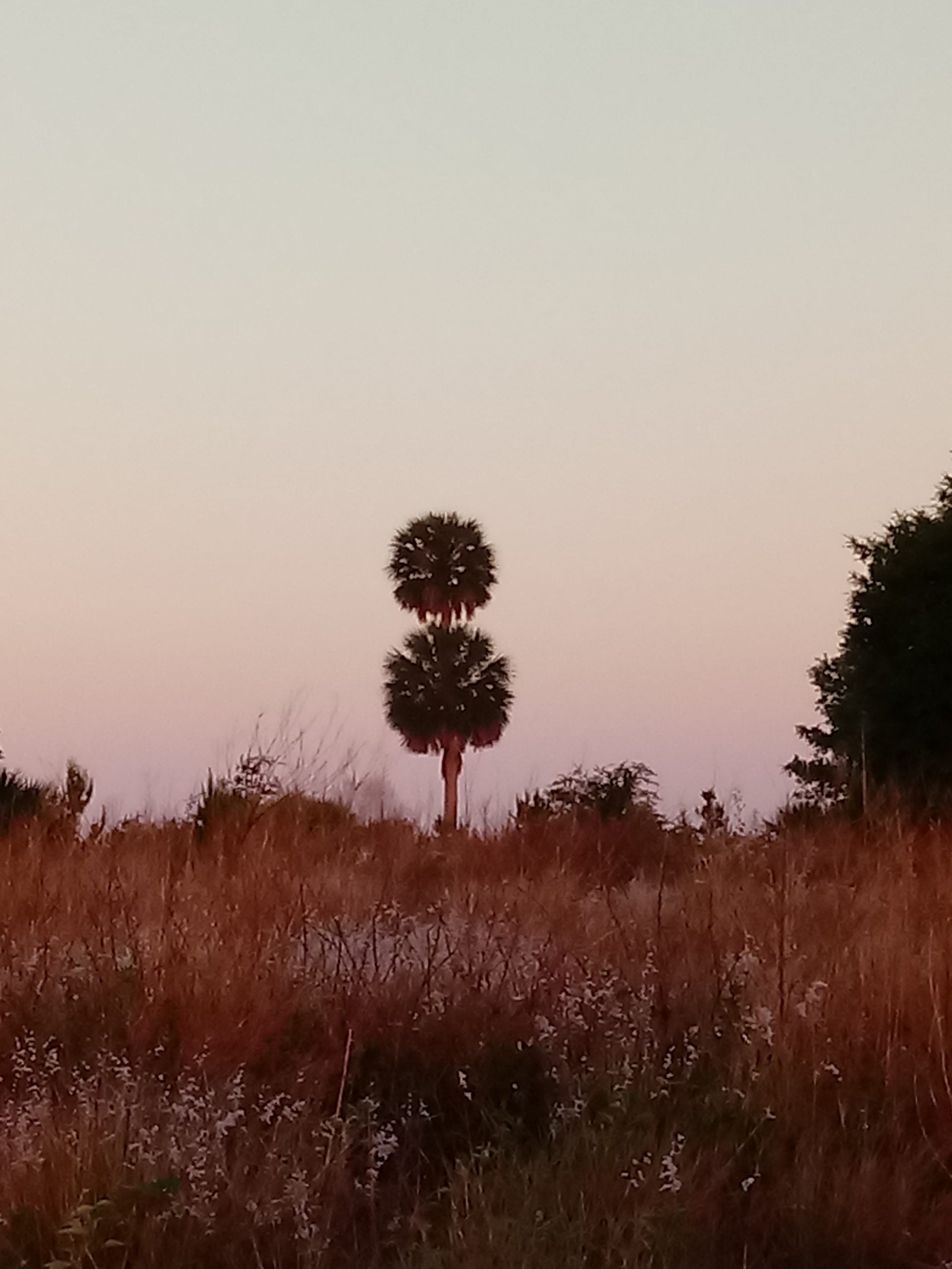 Celebration Of Magic - 69 | Almine