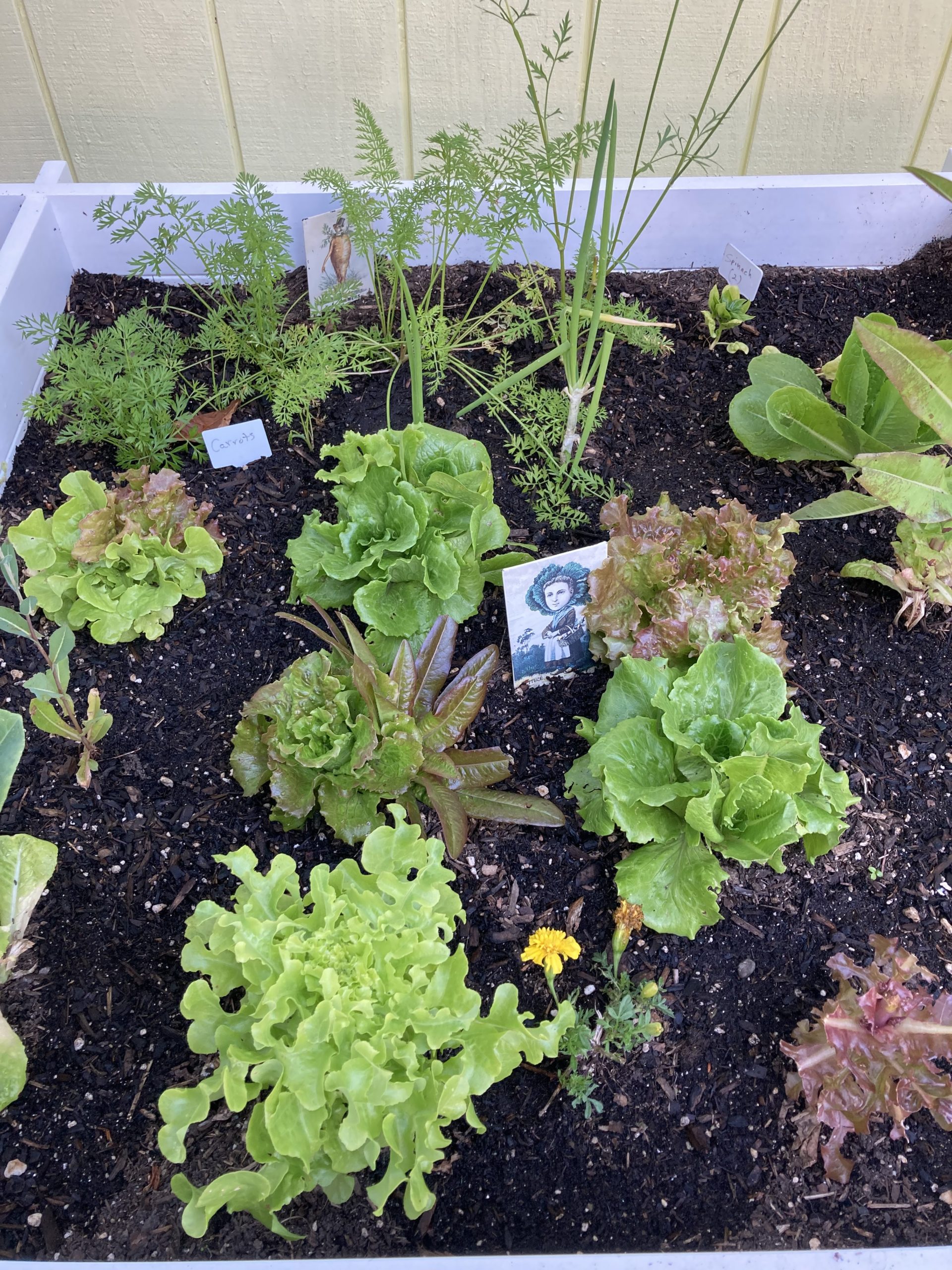 With Gratitude From The Seer | Almine