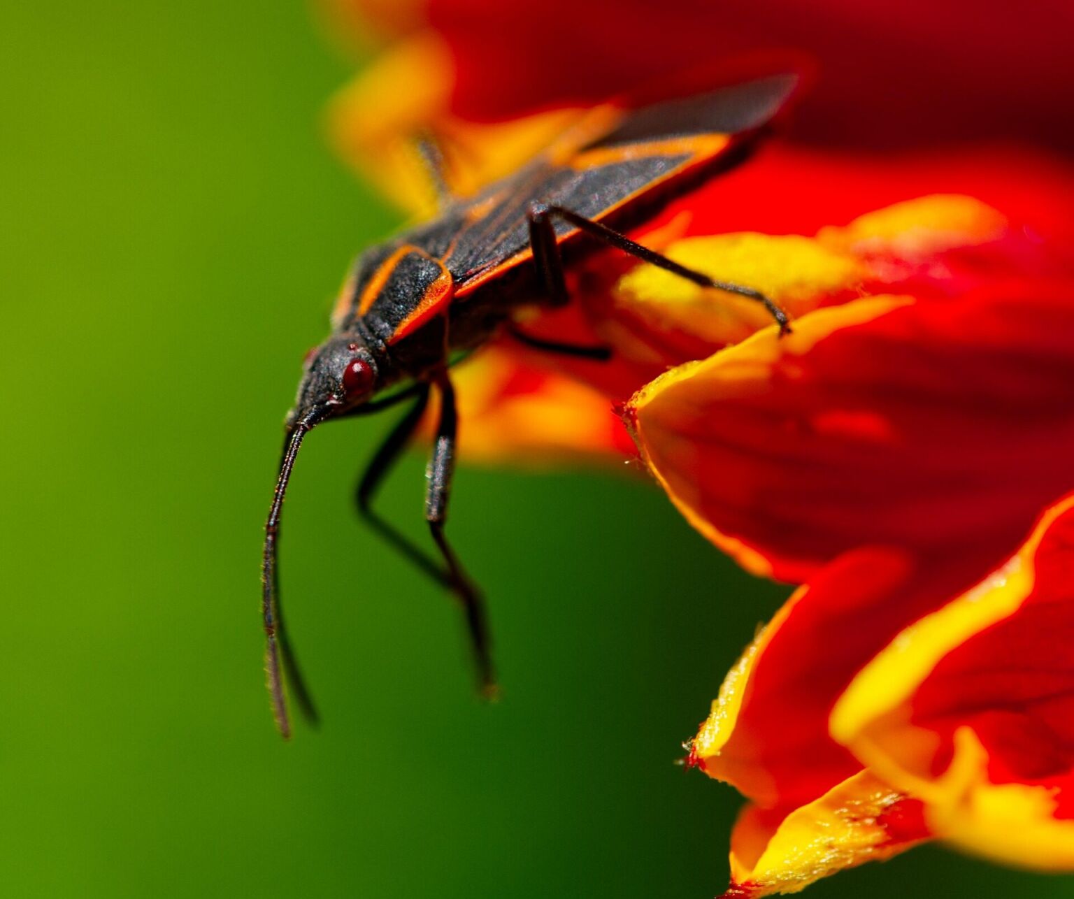 Dream Symbol – Boxelder Bugs | Almine